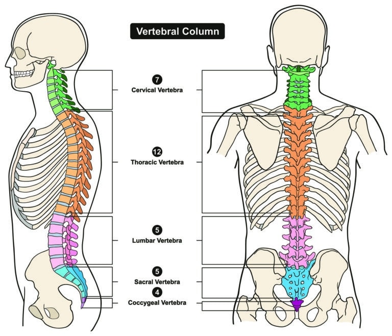 Transitional Vertebrae in the Spine - Spine Info