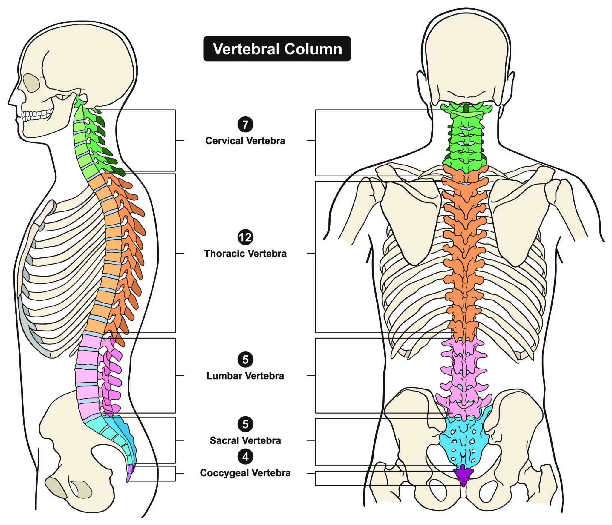 Vertebrae The Bones Of The Spinal Column Spine Info