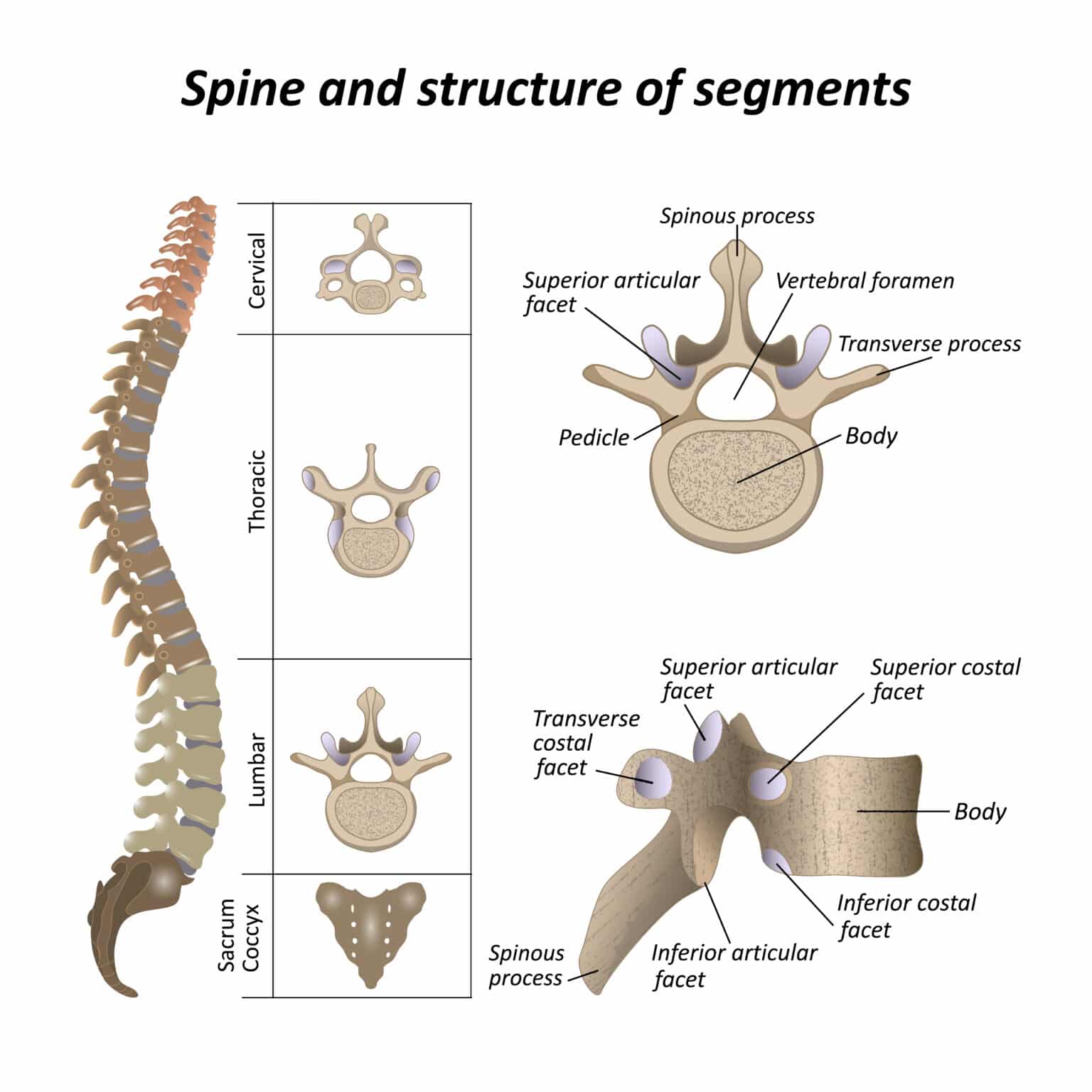 Vertebrae: The Bones of the Spinal Column - Spine Info