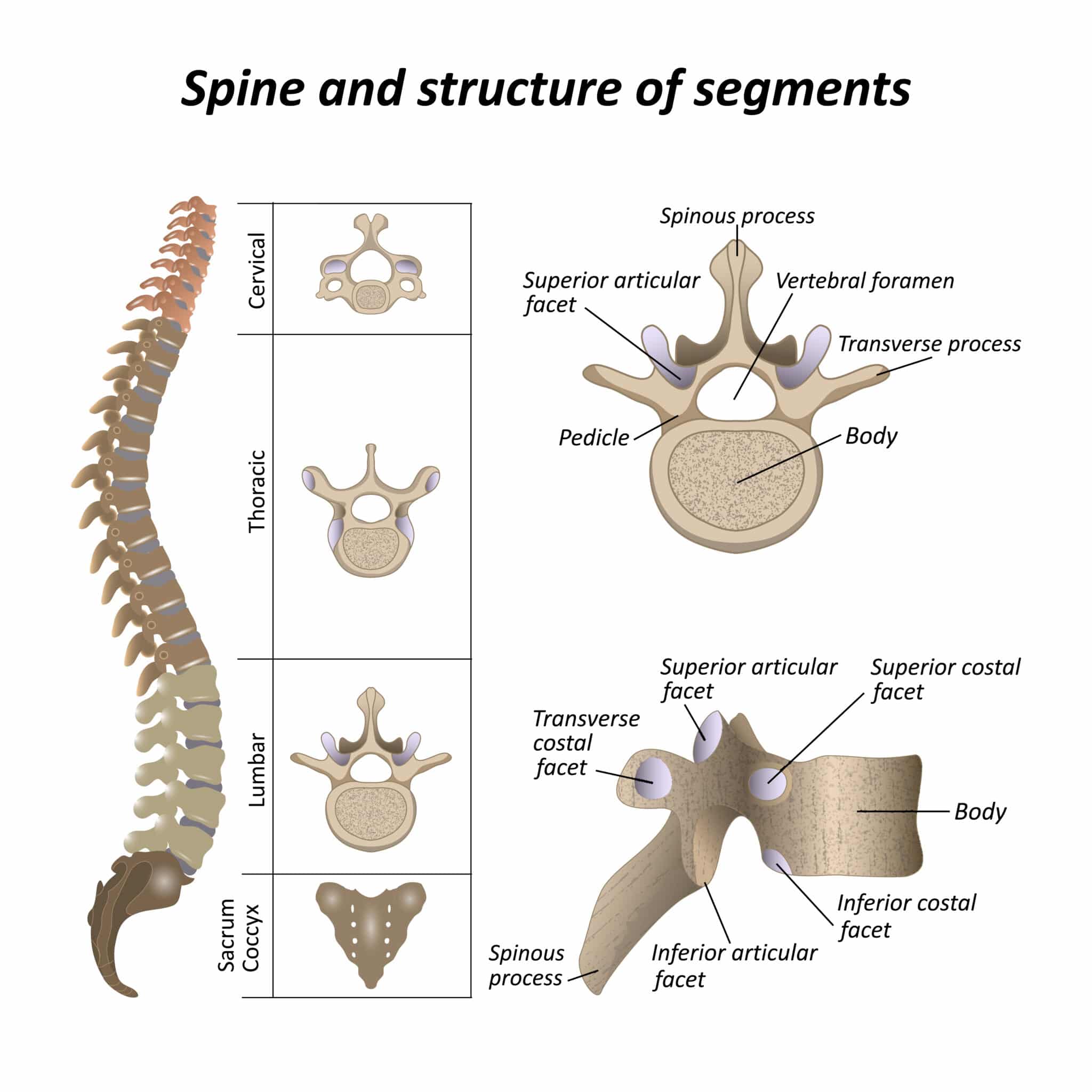 Vertebrae: The Bones of the Spinal Column - Spine Info