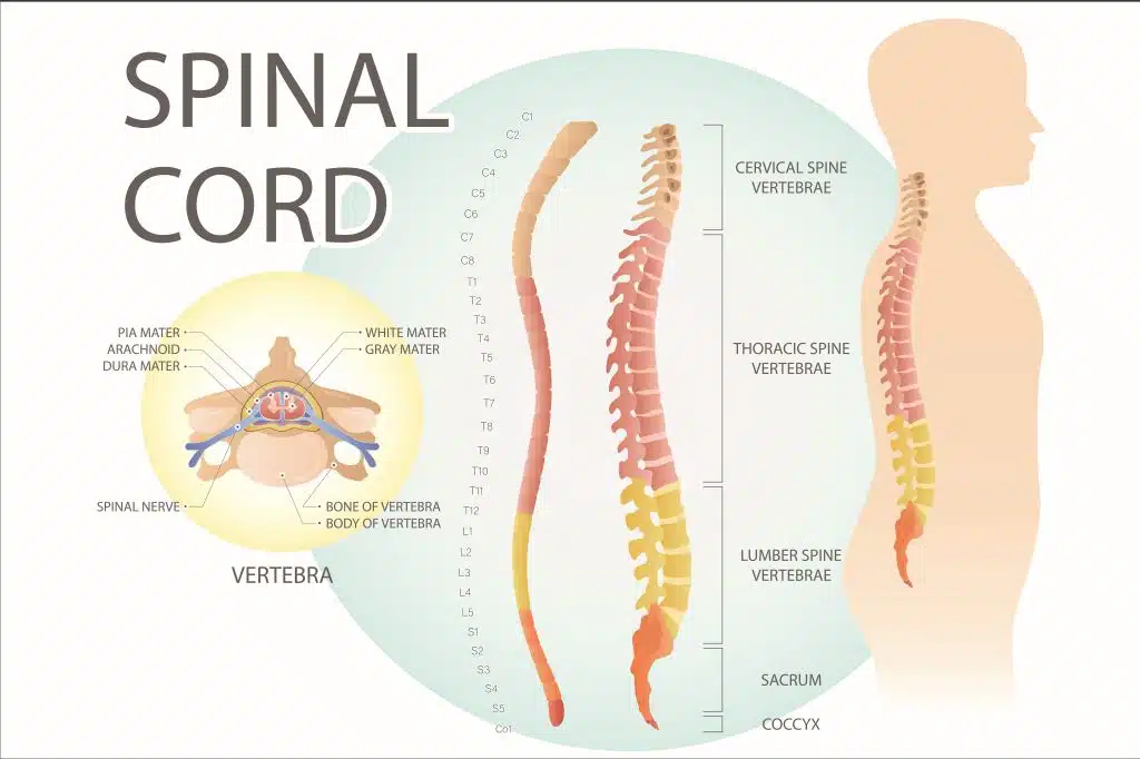 The Spinal Cord And Spinal Nerves Spine Info